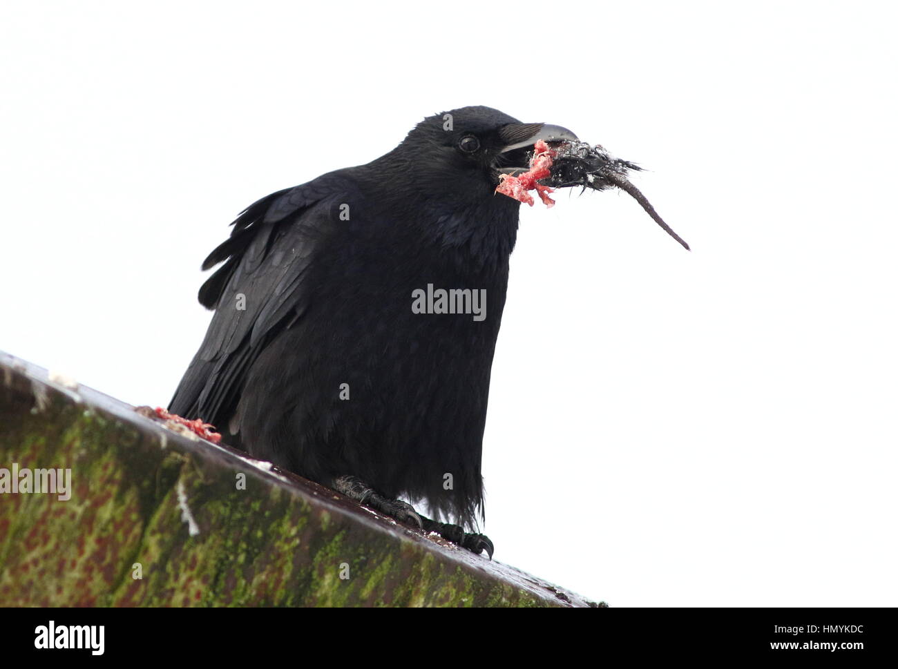 European black carrion crow (Corvus Corone) feeding on a mouse Stock ...
