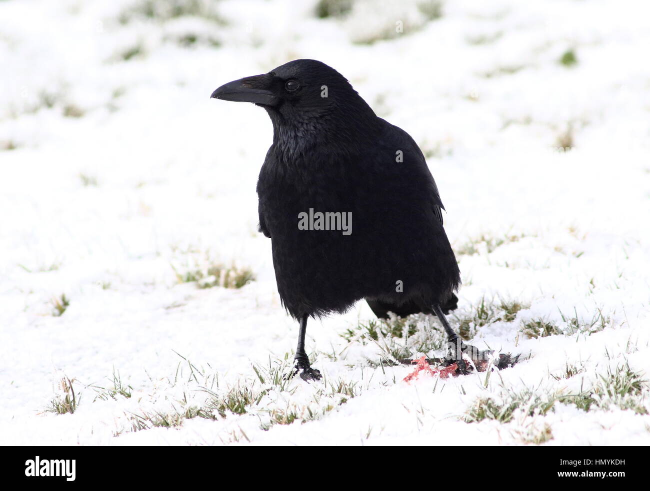 European black carrion crow (Corvus Corone) in the snow, feeding on a ...