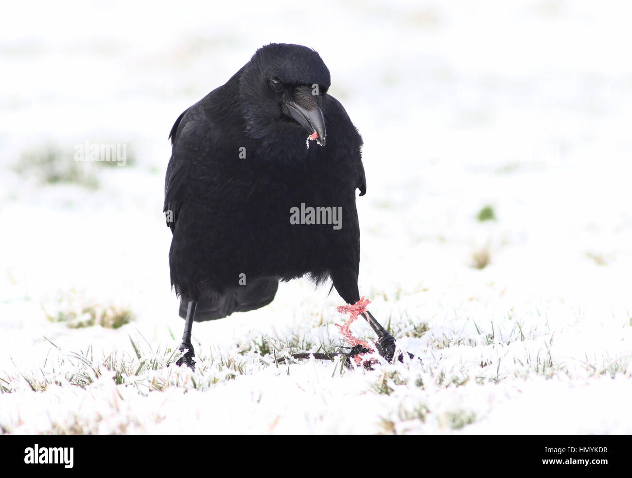 European black carrion crow (Corvus Corone) in the snow, feeding on a ...