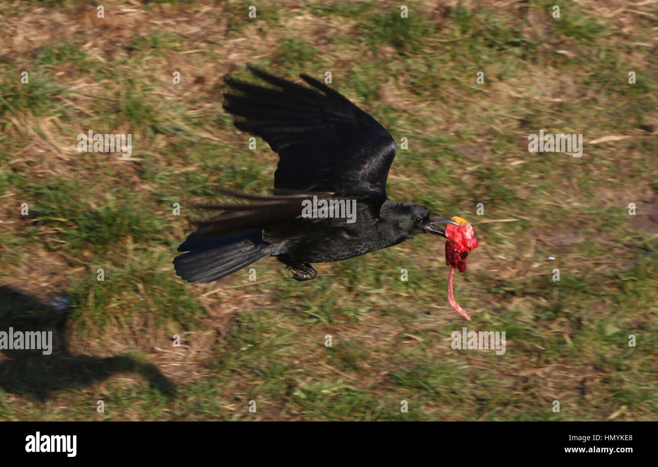 Carrion Crow Corvus In Flight High Resolution Stock Photography and ...