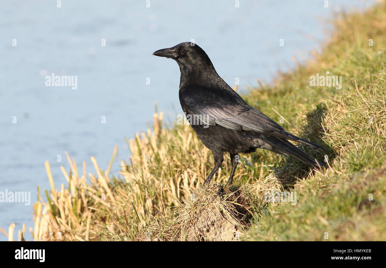 European posing hi-res stock photography and images - Alamy