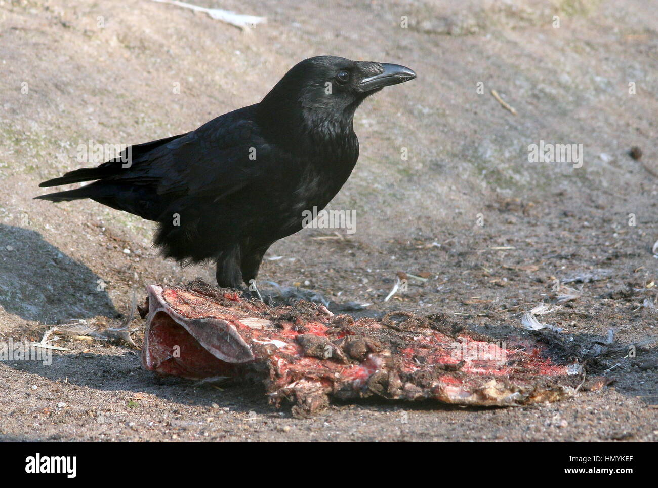 European black carrion crow (Corvus Corone) feeding on a carcass Stock ...