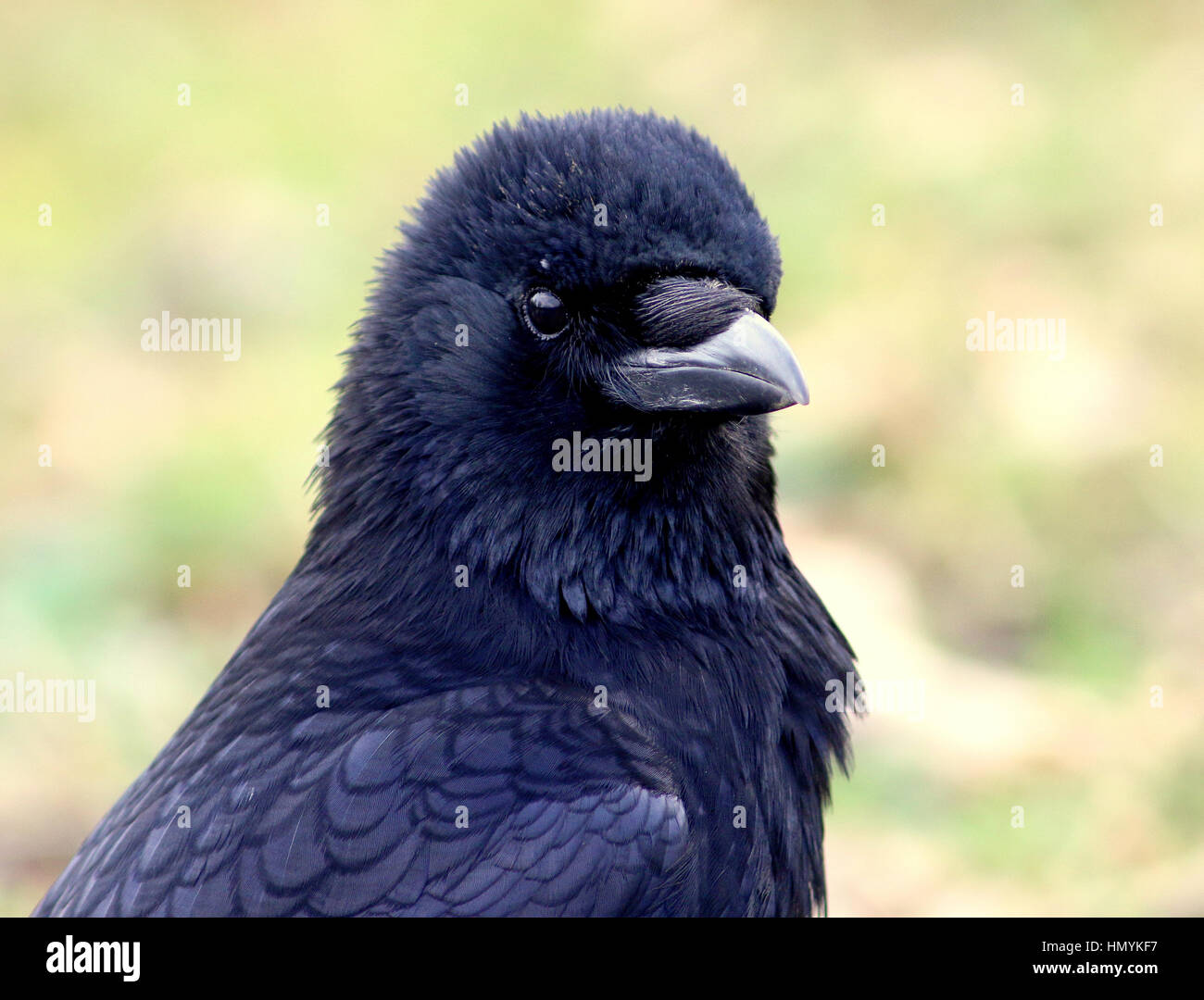 European Crow Portrait (Corvus Corone Stock Photo - Alamy