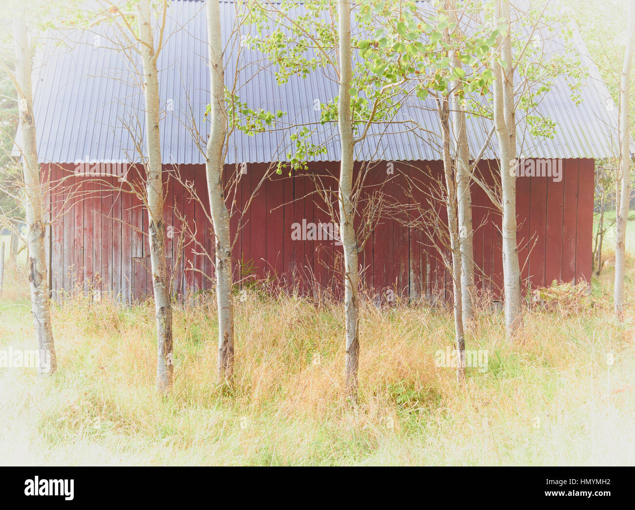 Barn in forest, Sweden, Scandinavia Stock Photo - Alamy