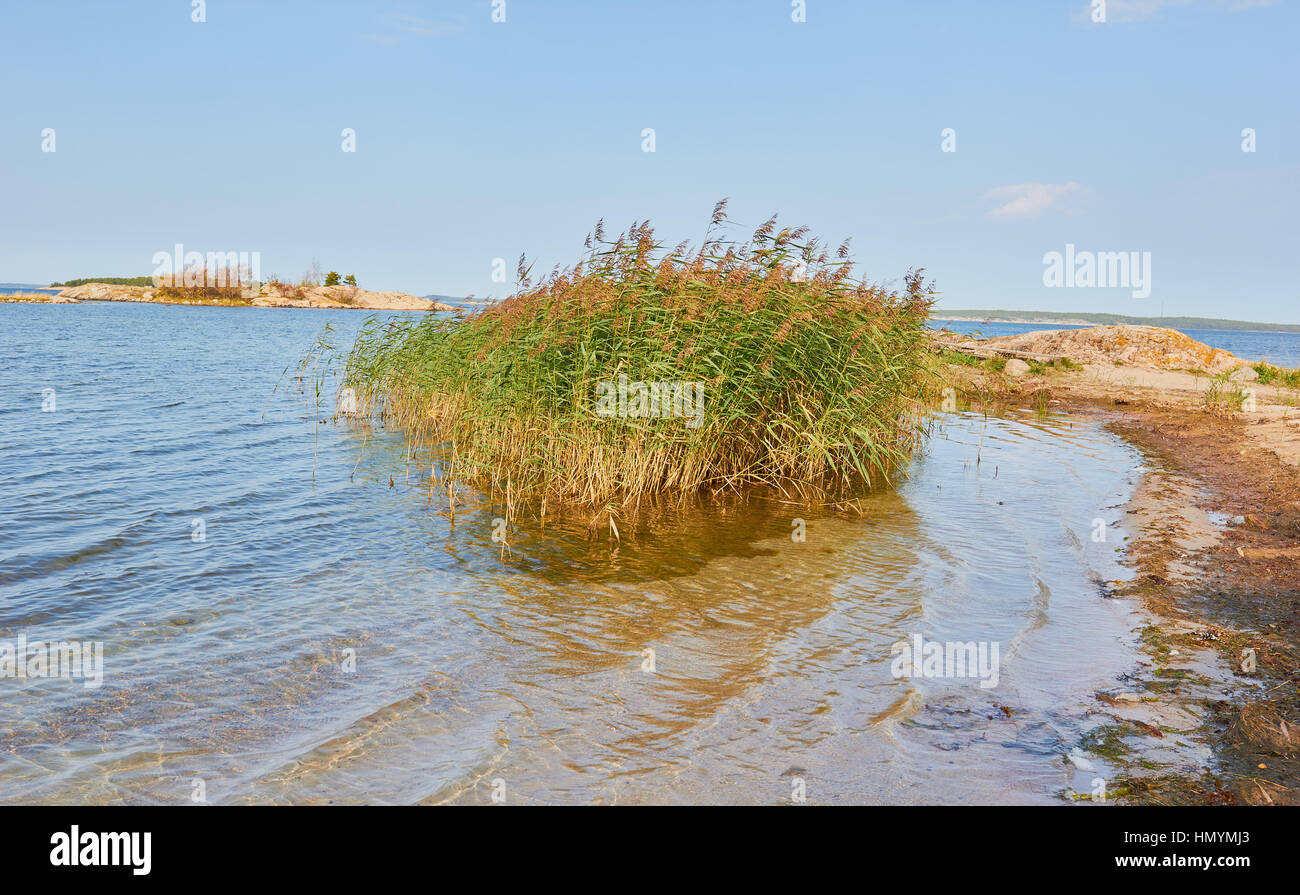 Reeds and rushes hi-res stock photography and images - Alamy