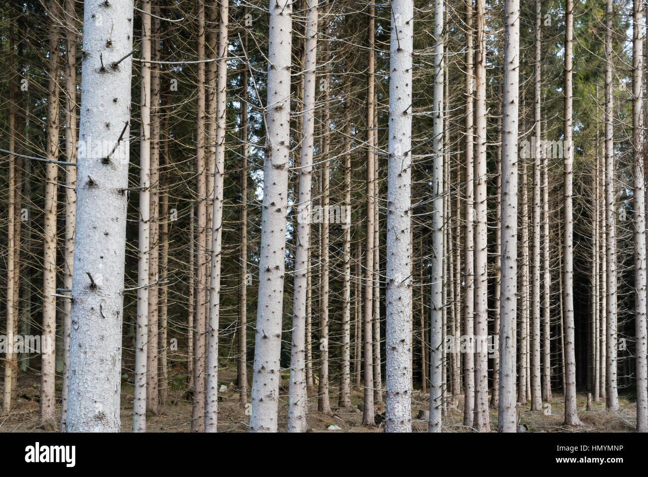 Dense spruce forest with tree trunks all over Stock Photo - Alamy