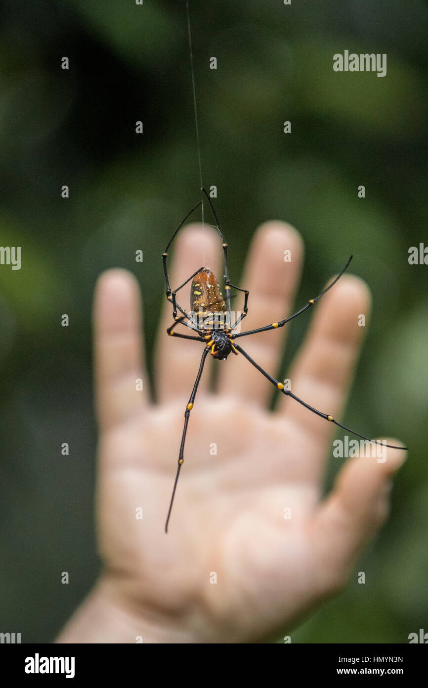 Golden web spider Nephila pilipes in front of hand, Malaysia Stock ...
