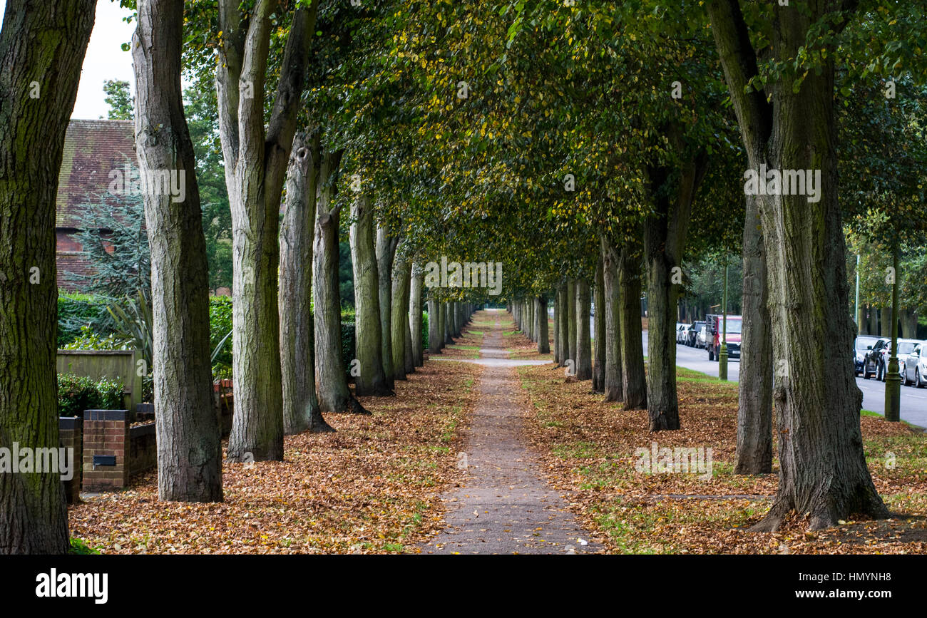 Trees Lined Broadway, Letchworth, England Stock Photo - Alamy