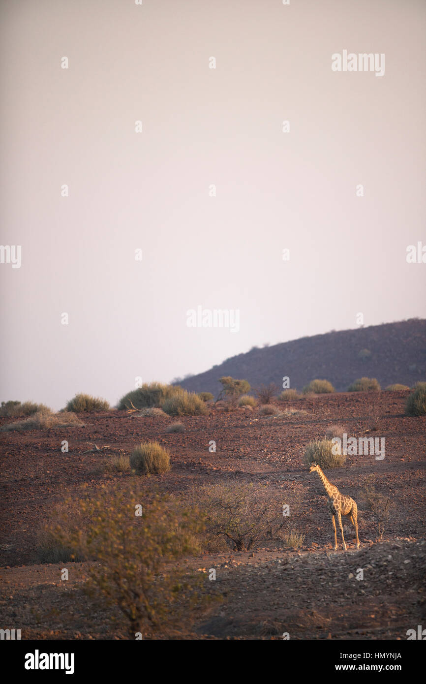 Giraffe in Palmwag Concession Stock Photo - Alamy