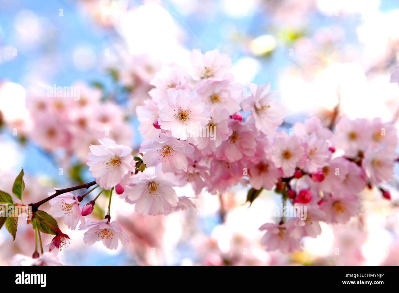 Cherry blossoms on a tree, springtime Stock Photo - Alamy