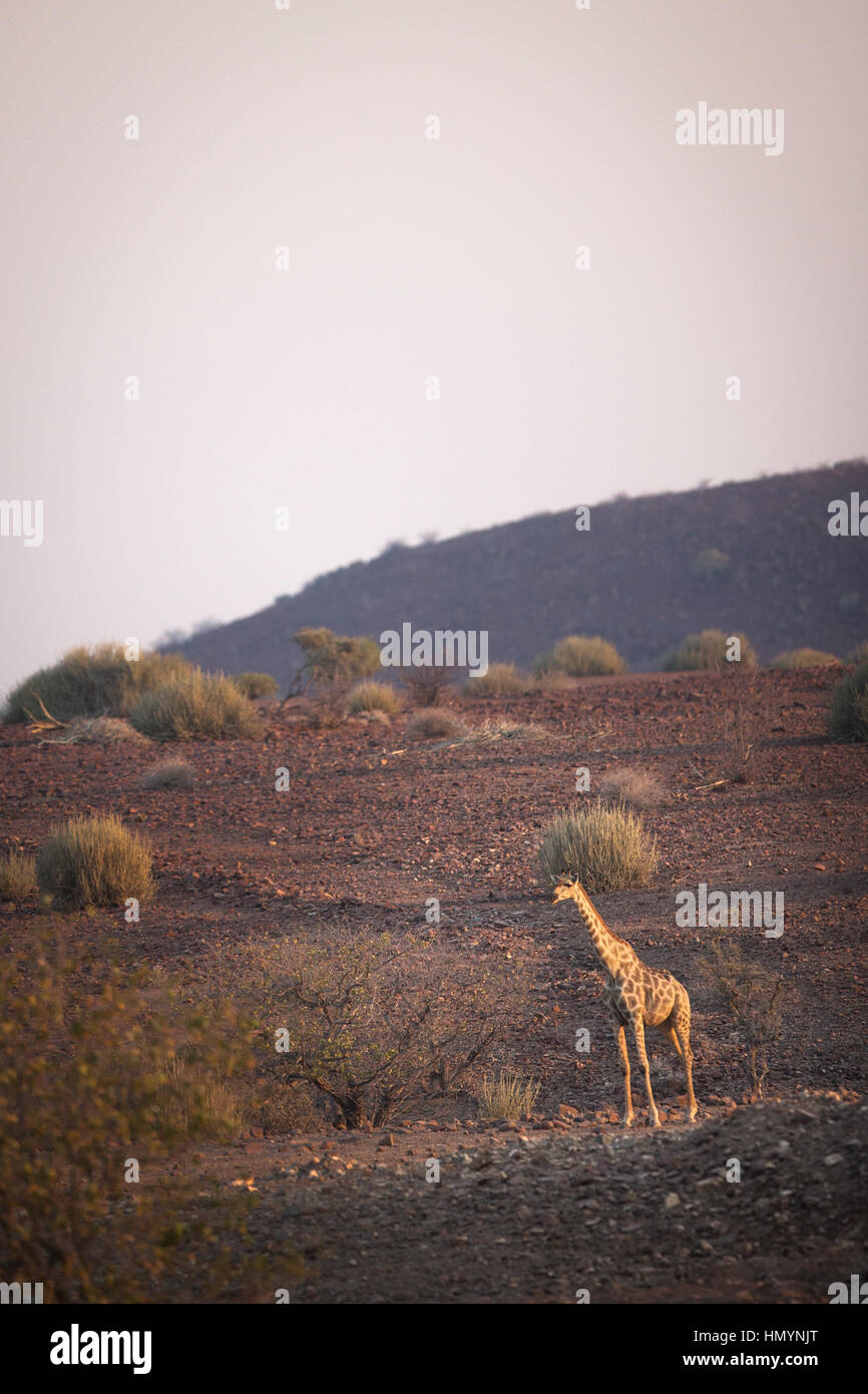 Giraffe in Palmwag Concession Stock Photo - Alamy