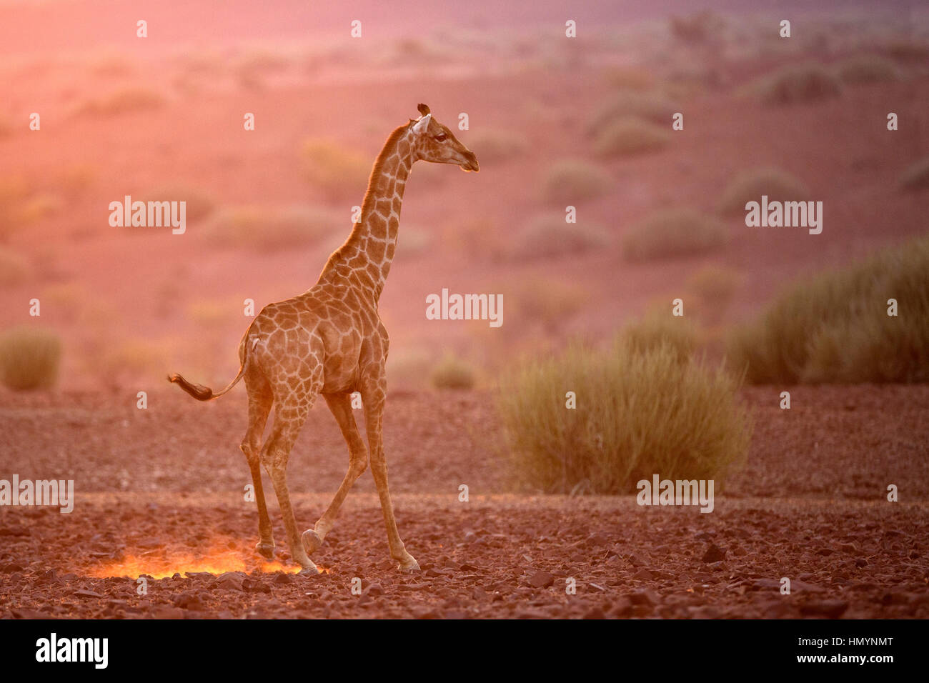 Giraffe in Palmwag Concession Stock Photo - Alamy