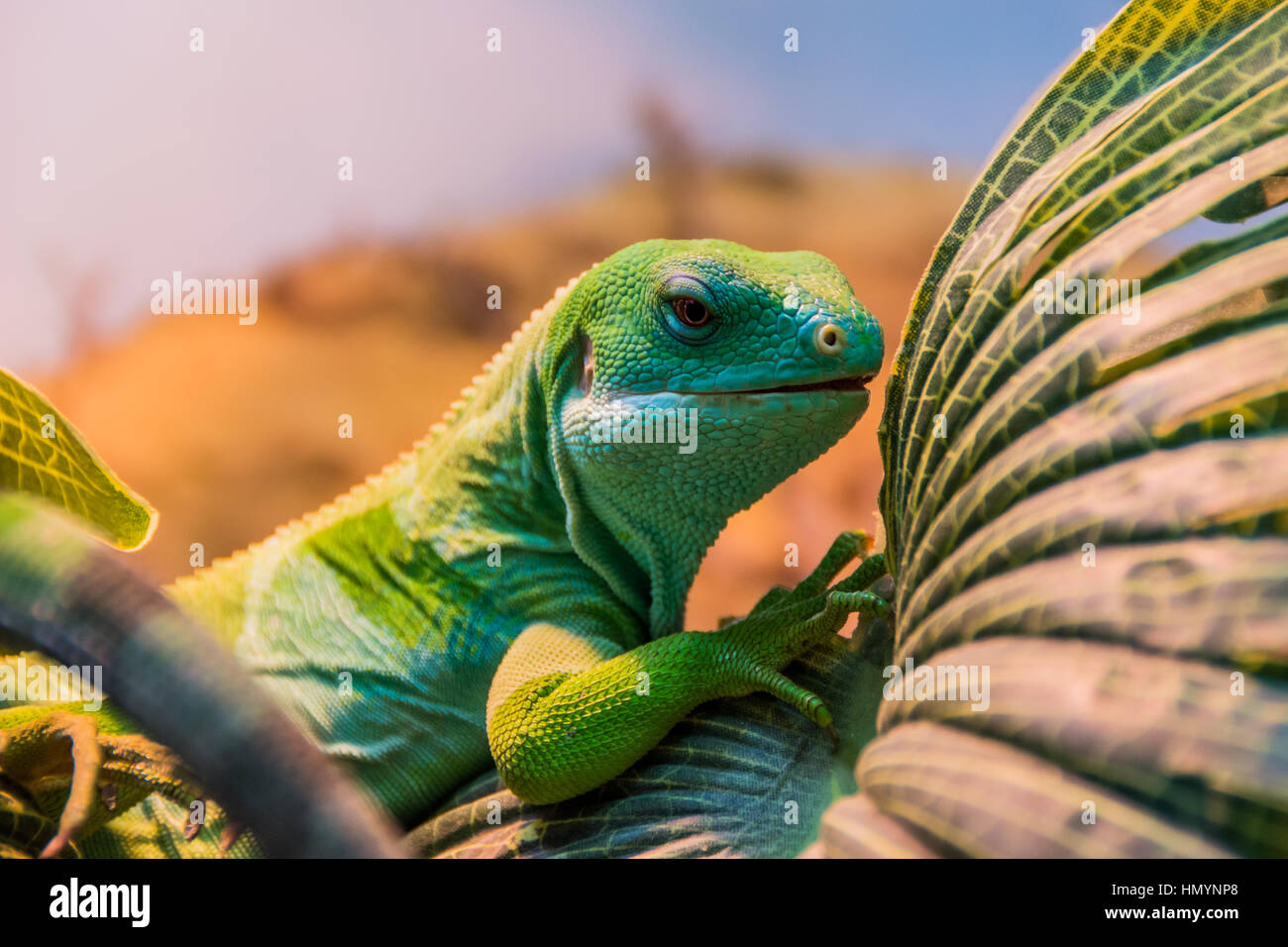 fiji banded iguana Stock Photo - Alamy