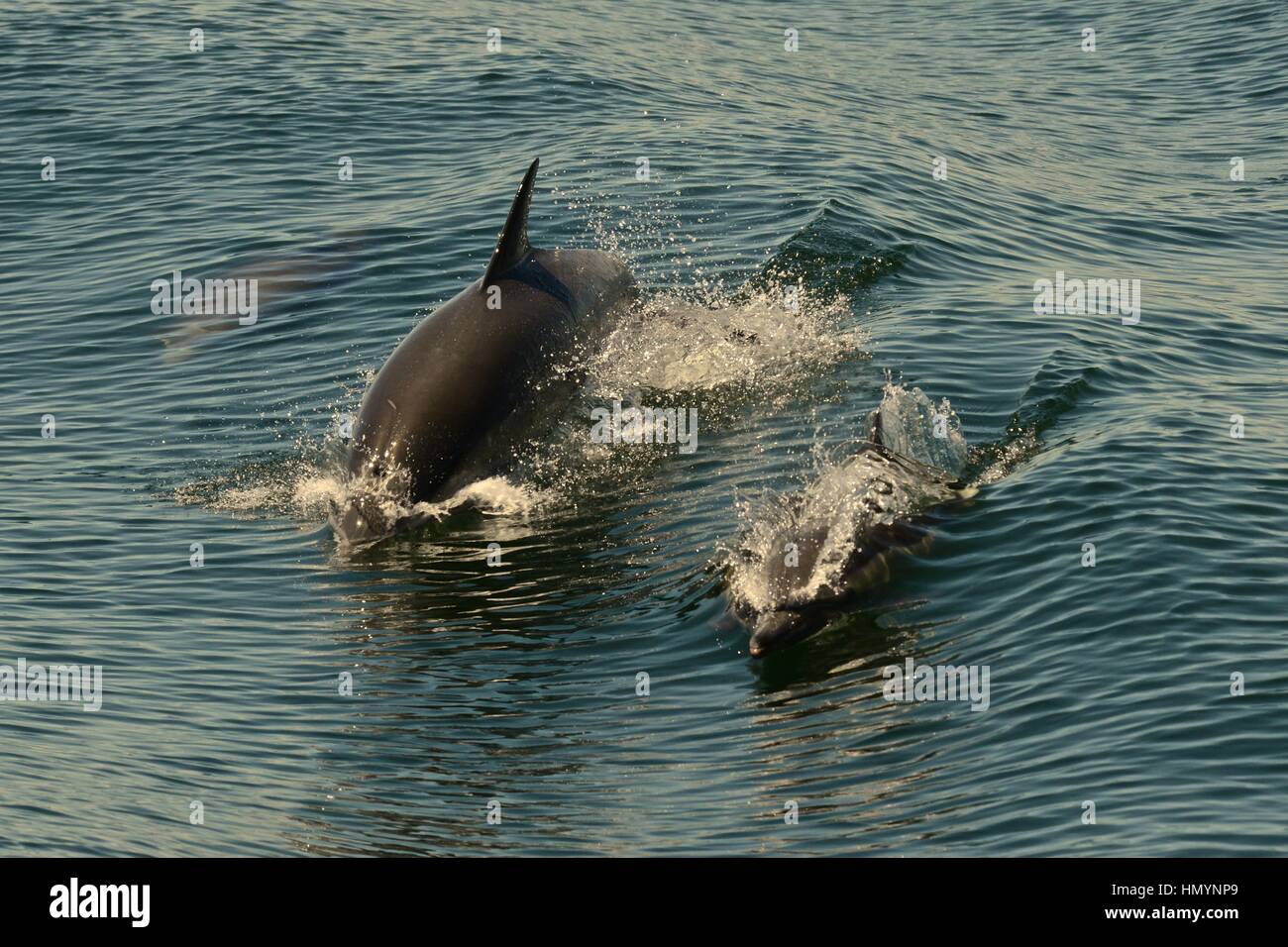 Long-beaked common dolphins (Delphinus capensis), Gulf of California ...