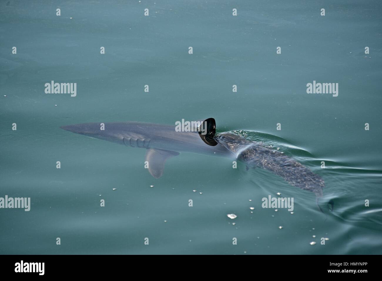 Mako shark hi-res stock photography and images - Alamy