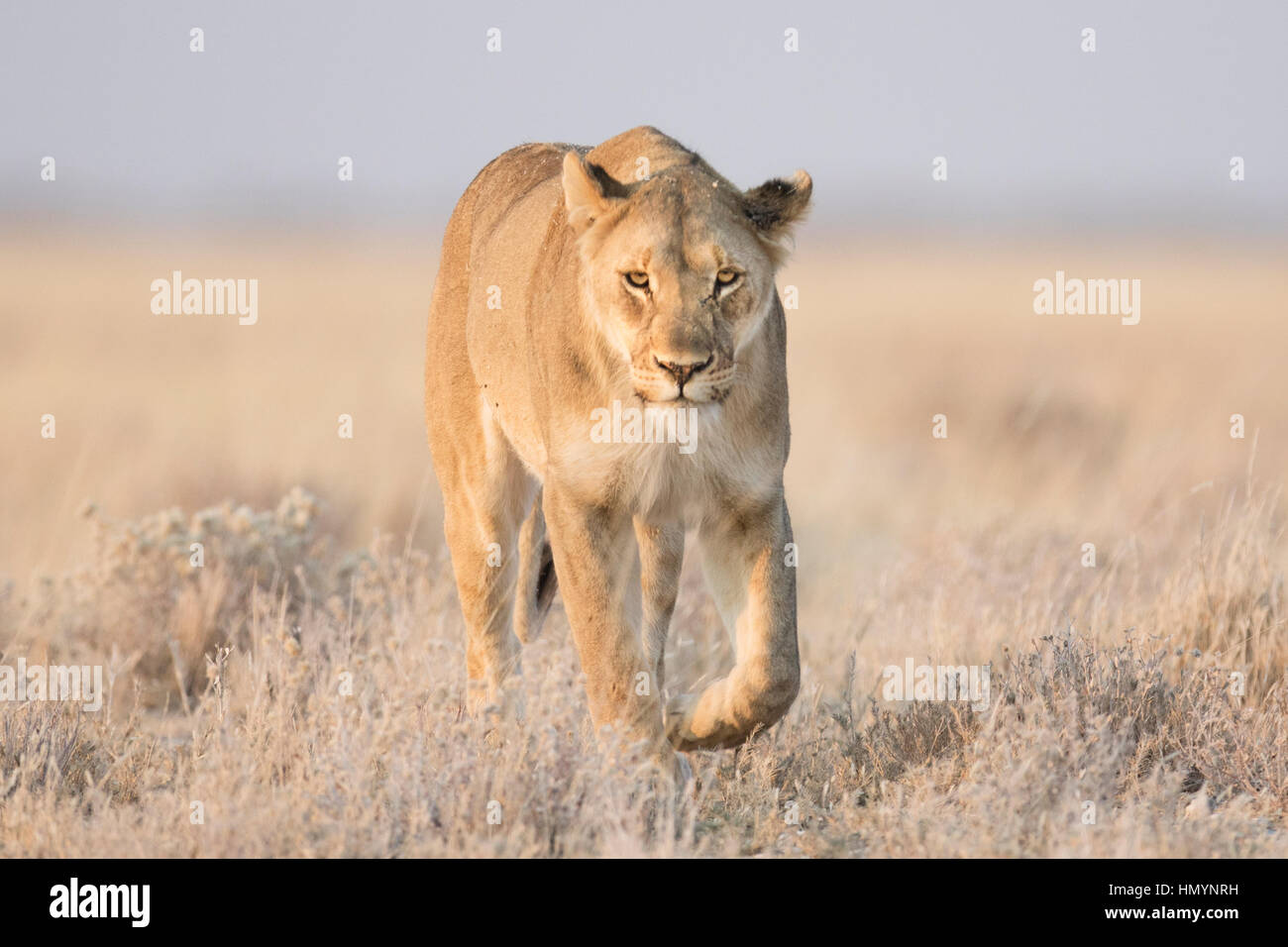 Lioness on the prowl in Etosha National Park, Namibia Stock Photo - Alamy