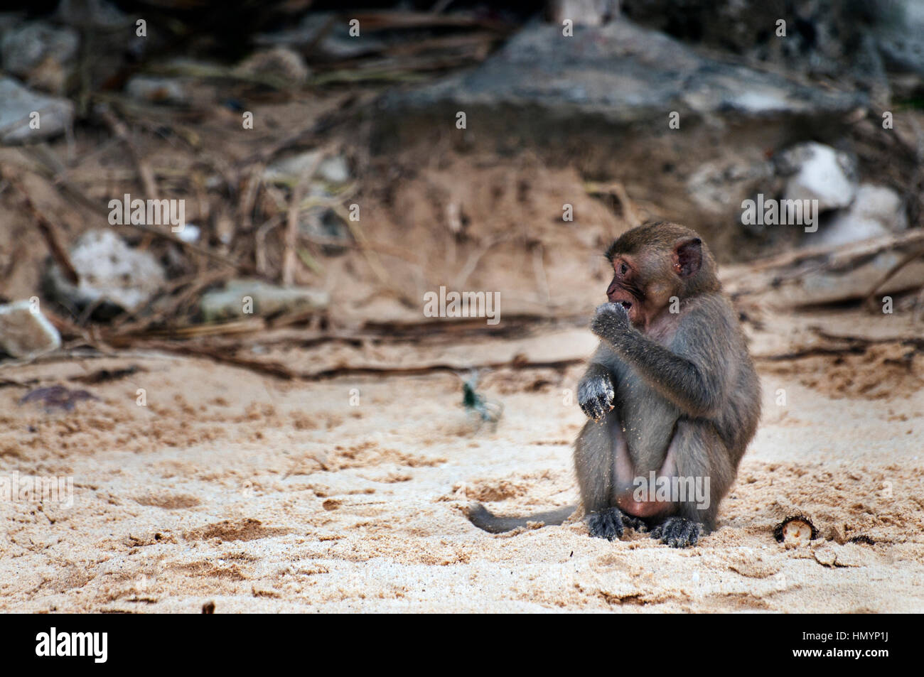 Vietnam. Halong Bay, monkey in the Monkey Island Stock Photo - Alamy
