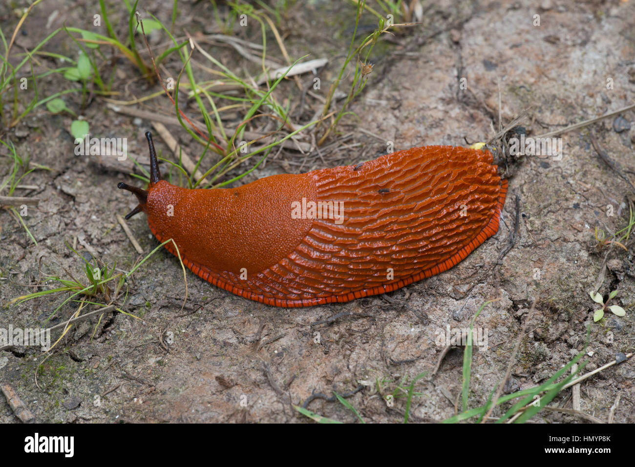 Euopean red slug (Arion rufus Stock Photo - Alamy