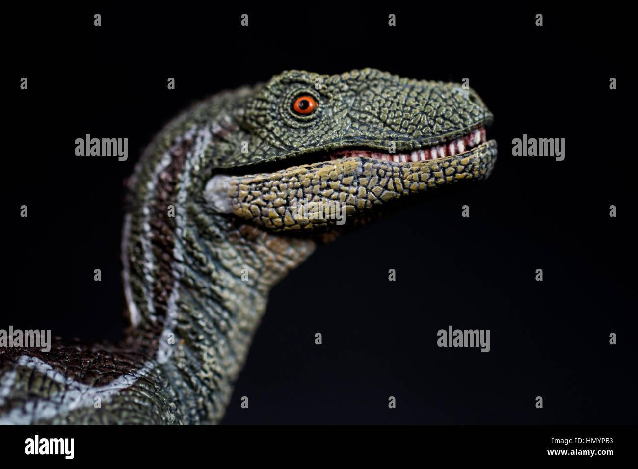 portrait of a velociraptor on black background Stock Photo - Alamy