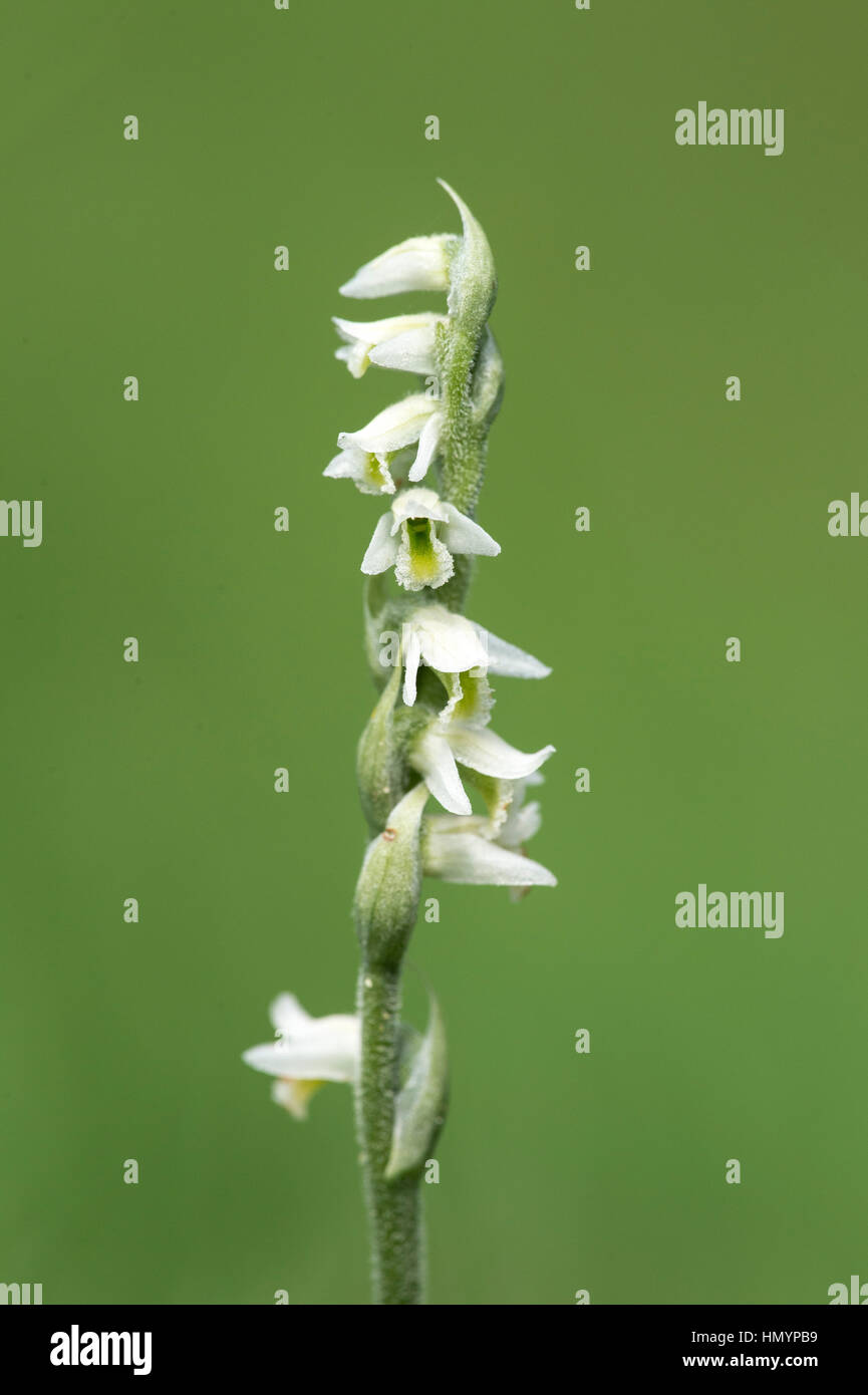 Green tresses hi-res stock photography and images - Alamy