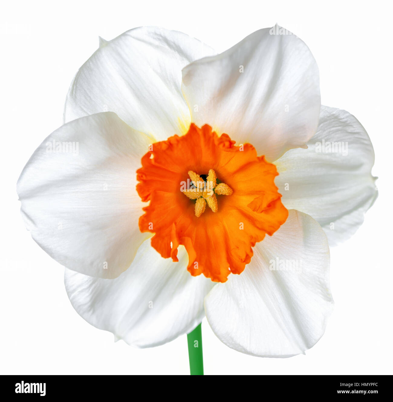 close up beautiful spring white and orange daffodil flower isolated on ...