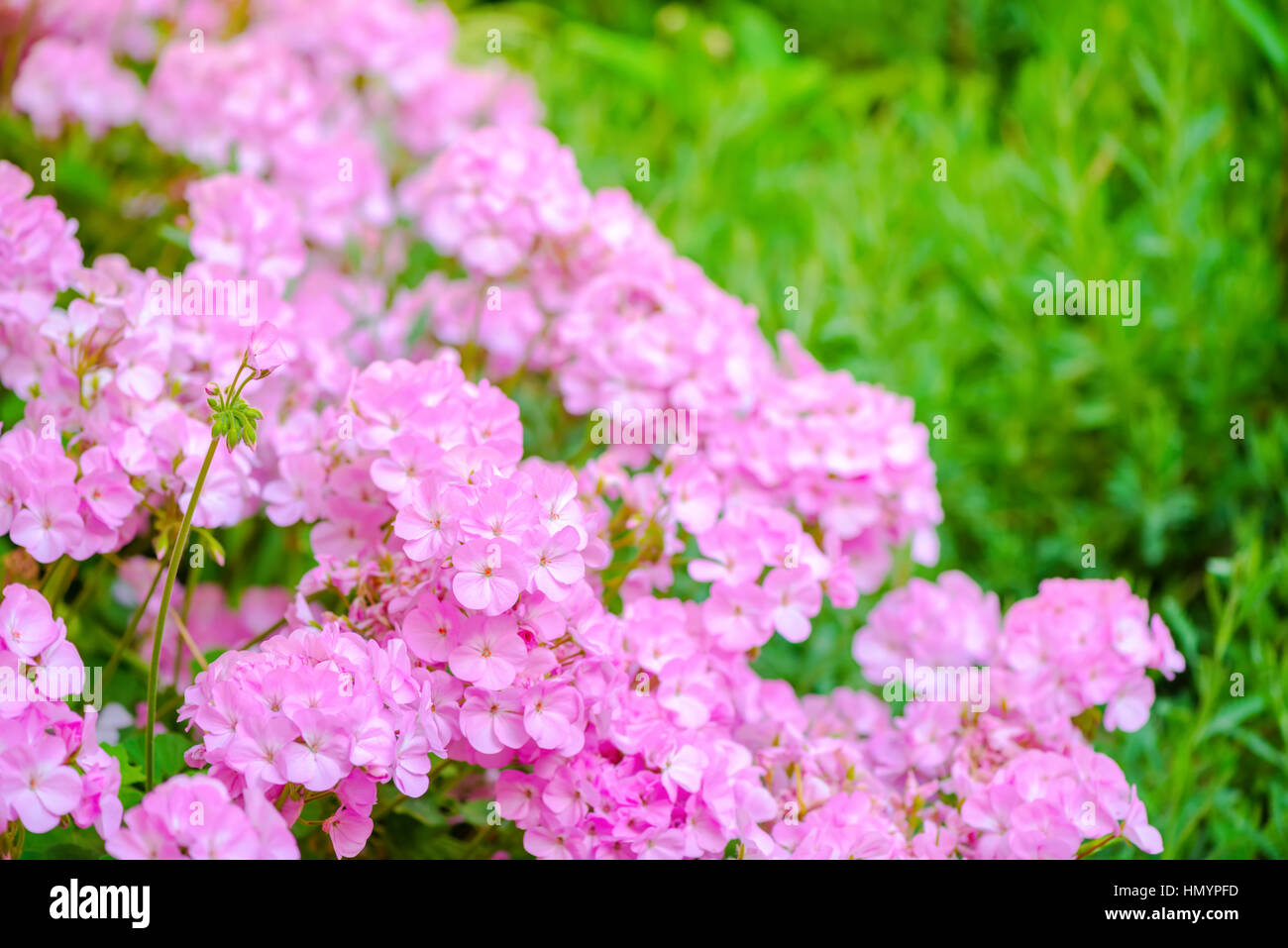 beautiful blooming pink geranium flower like as background, closeup ...