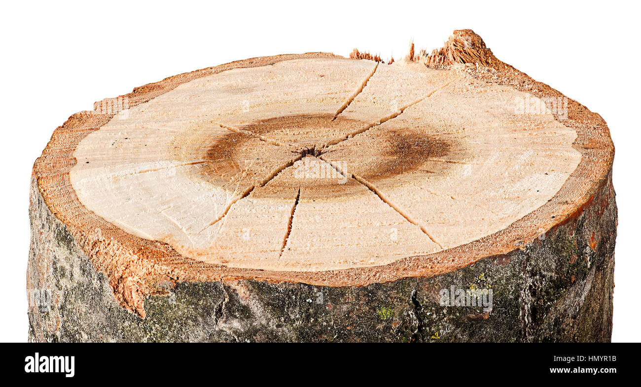 The cut tree horizontal isolated on white background Stock Photo - Alamy