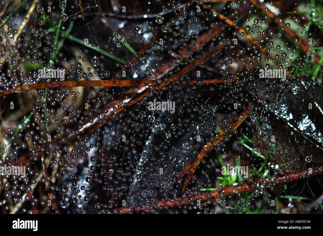 Water droplets of dew caught on a 2D plane in a spider's web over a ...