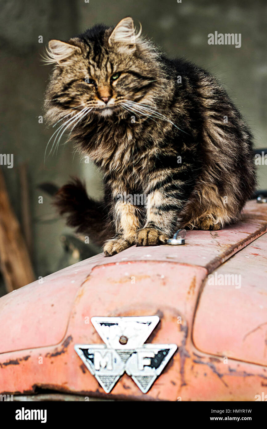 Cat on tractor Stock Photo - Alamy