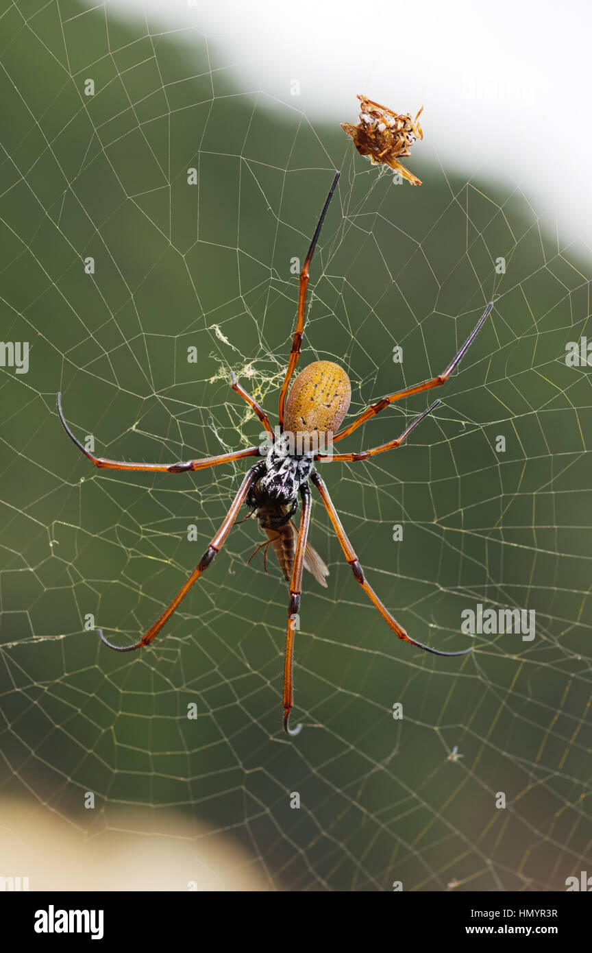 Tropical Spider High Resolution Stock Photography and Images - Alamy