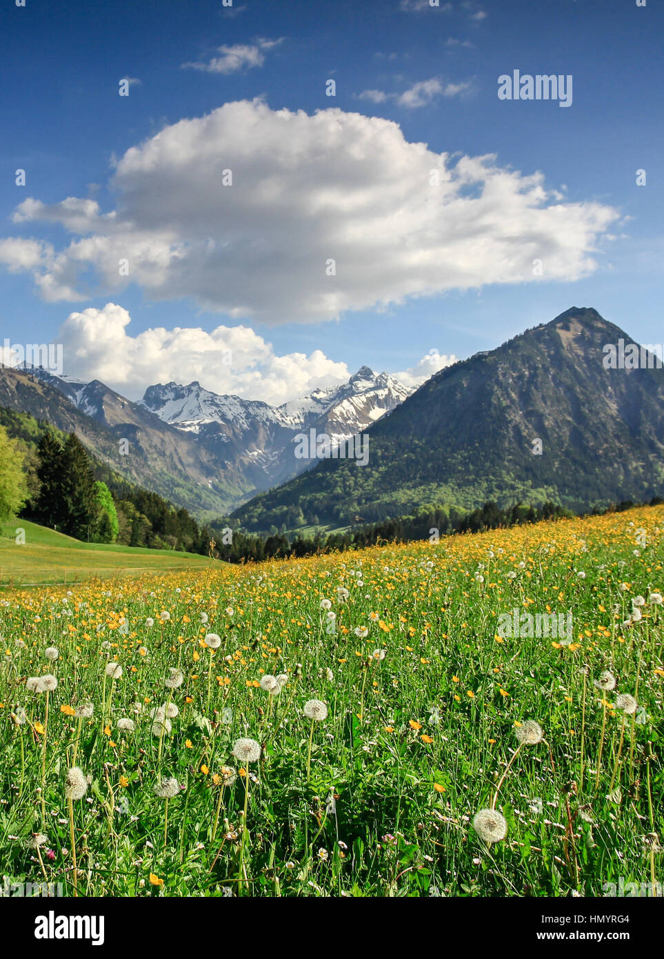 Mountain flowers snow in hi-res stock photography and images - Alamy