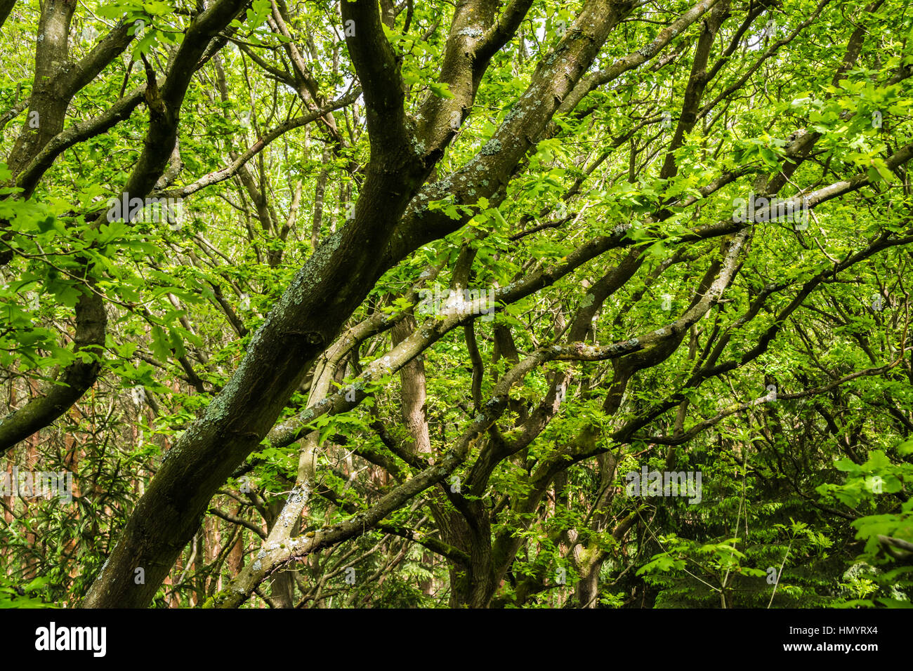 Tree branches in the shade of thick forest Stock Photo - Alamy