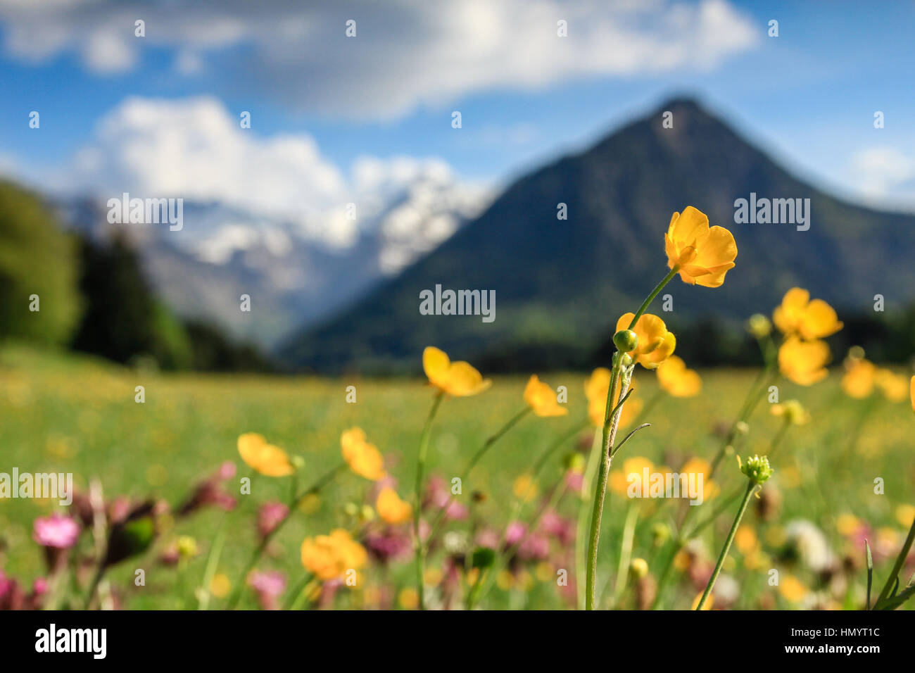 Snow covered mountains meadow hi-res stock photography and images - Alamy
