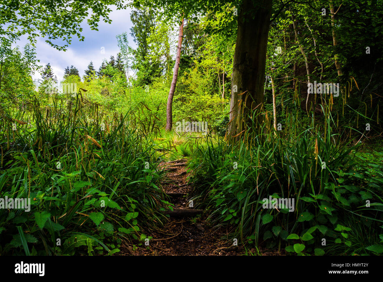 Footpath in a forest - horizontal Stock Photo - Alamy