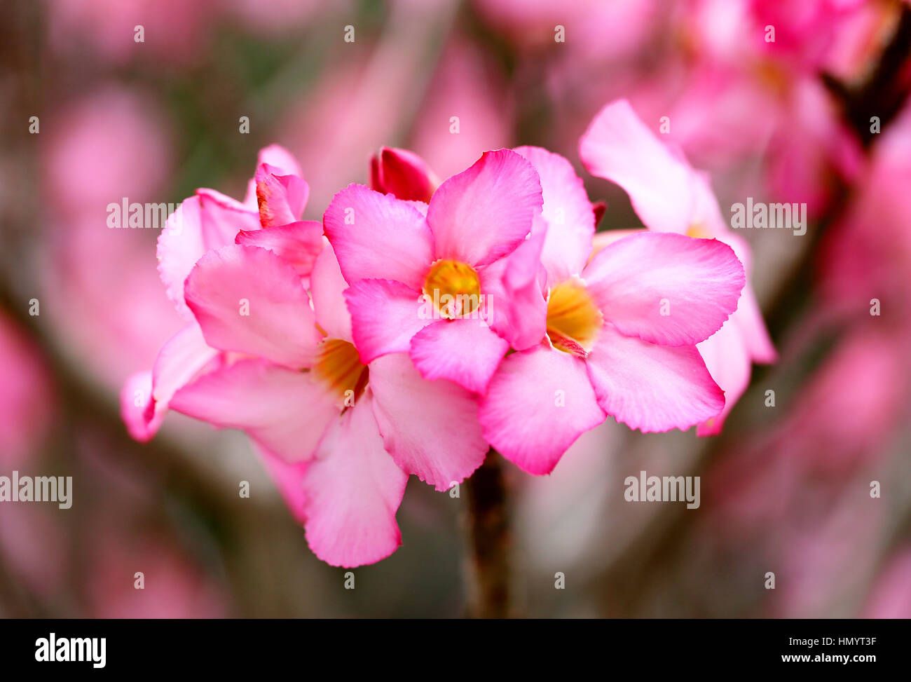 Photo of bright pink spring flowers on blurred background Stock Photo ...