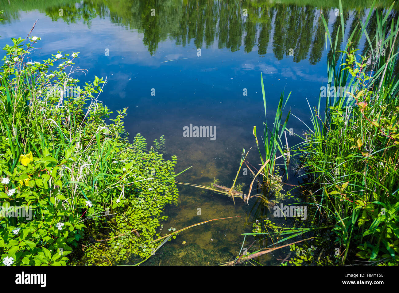 Lake with still water in summer Stock Photo - Alamy