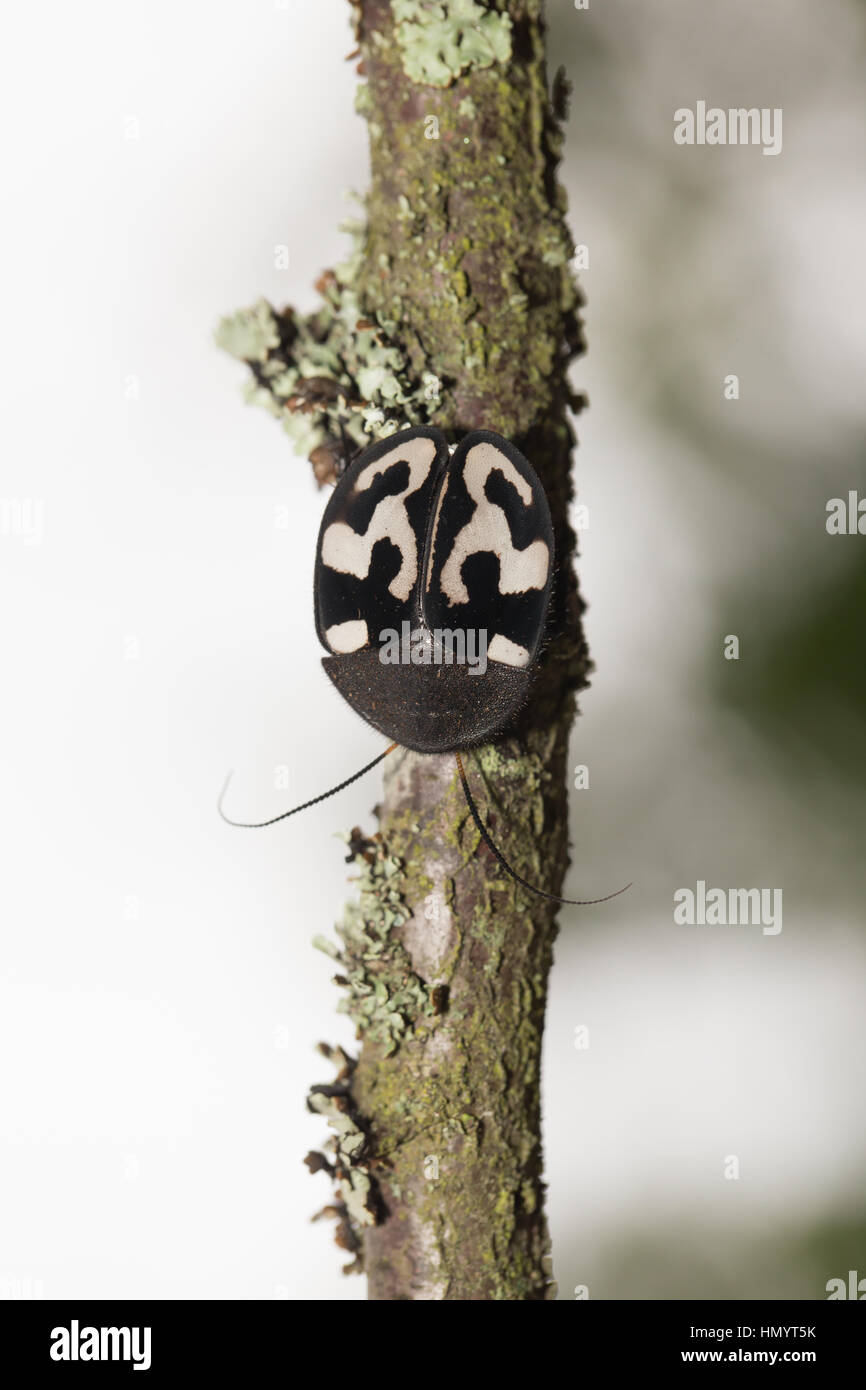 Question mark roach Stock Photo - Alamy