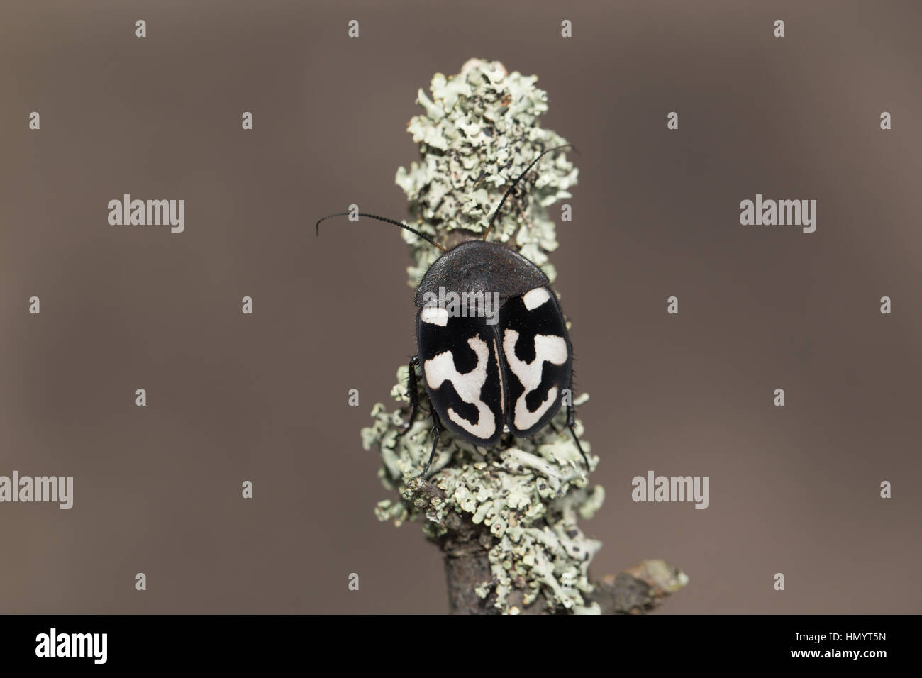 Question mark roach Stock Photo - Alamy