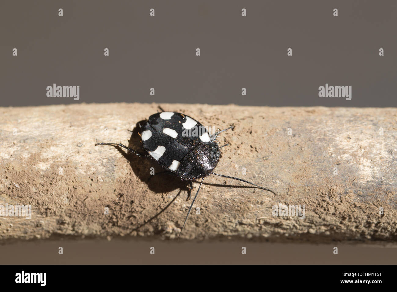 Indian domino hi-res stock photography and images - Alamy