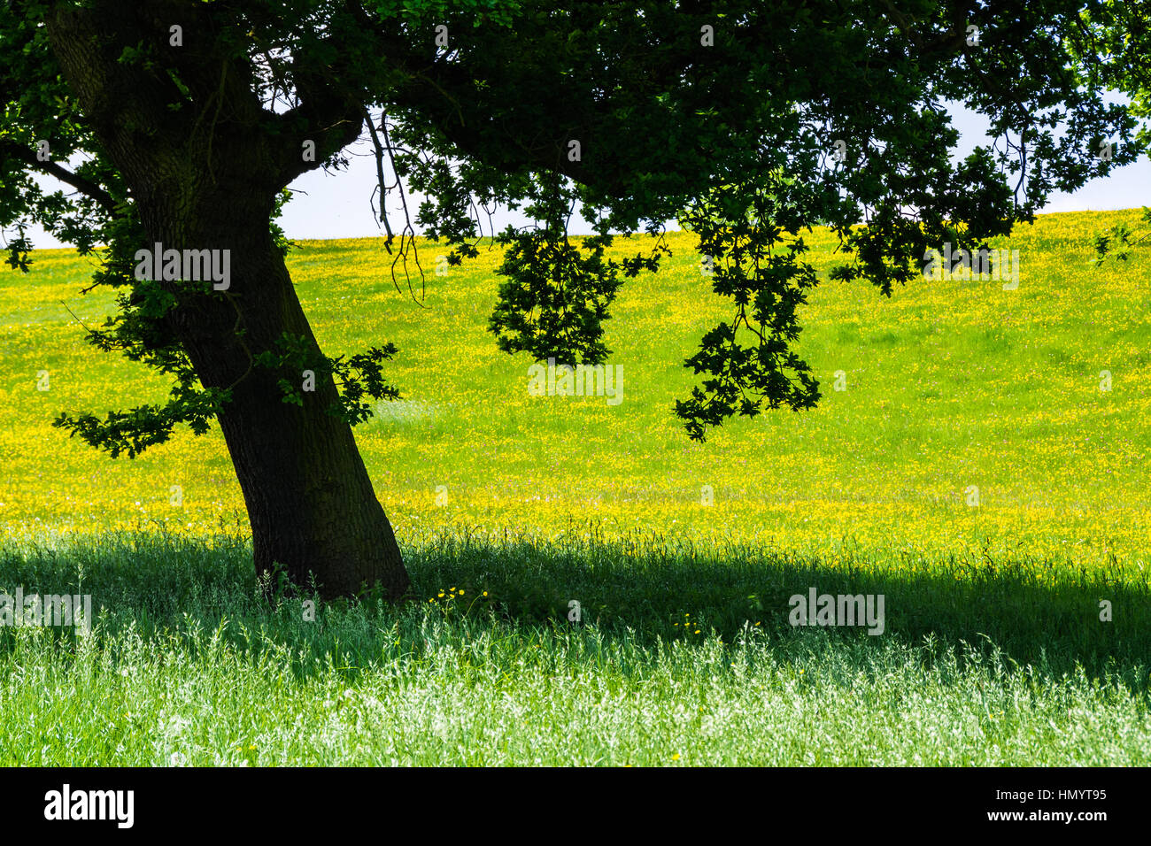 Shade of tree against summer landscape Stock Photo - Alamy