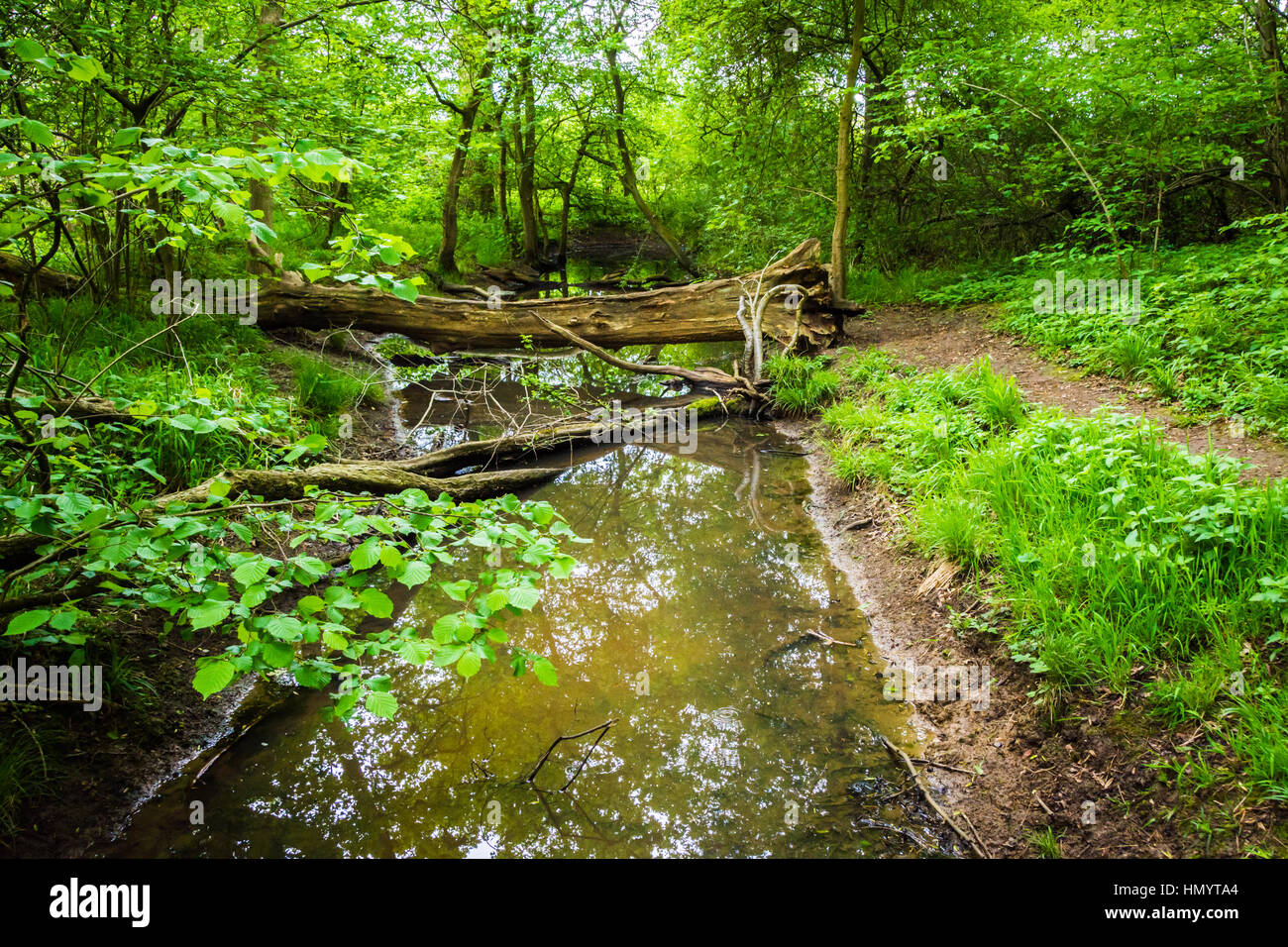 Stream in a summer forest Stock Photo - Alamy