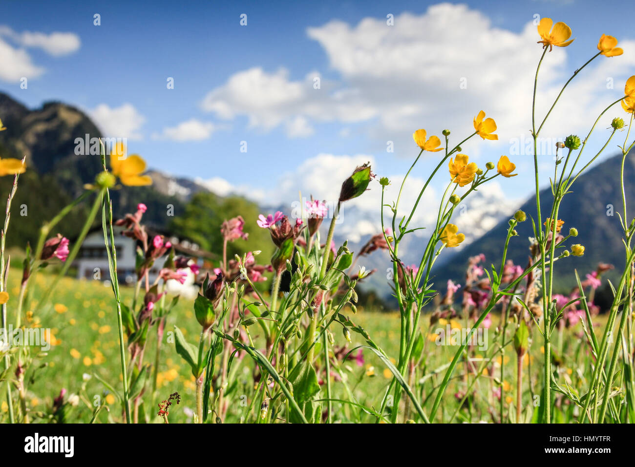 Flower meadow and snow covered mountains Stock Photo - Alamy