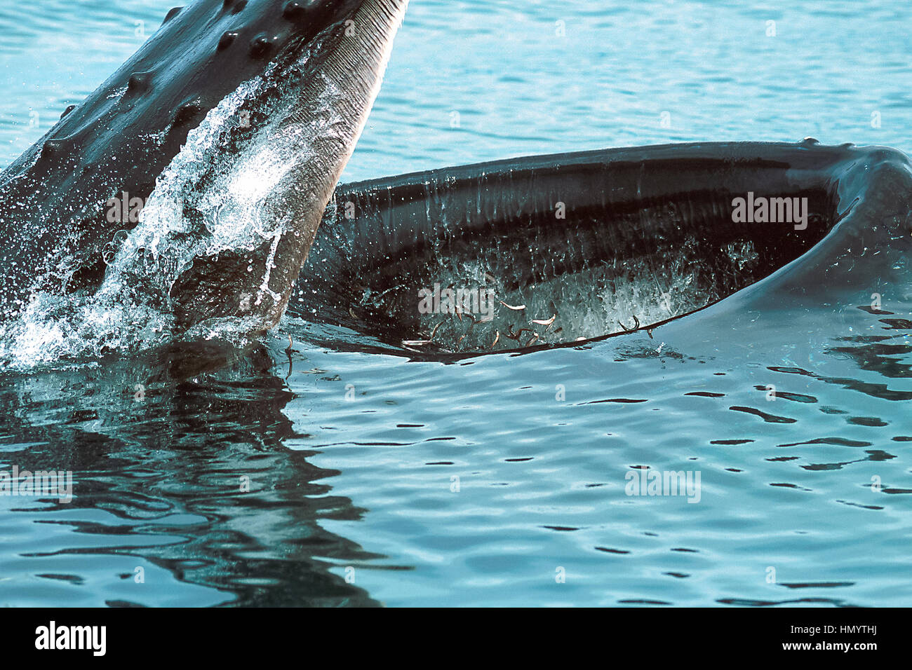 Humpback whale scoops up fish while lunge feeding with his mouth wide ...