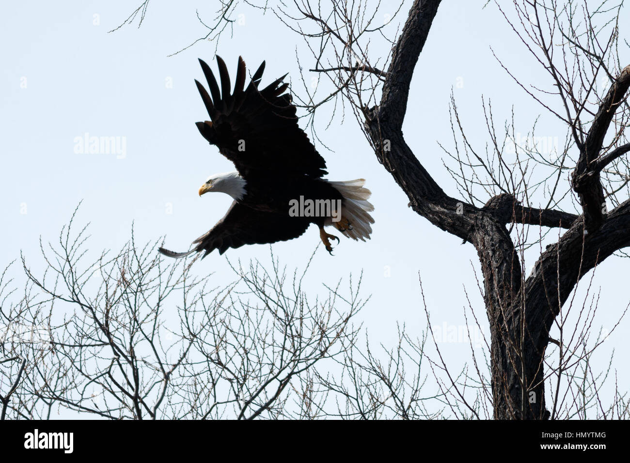 Bald eagle flying through the trees, California, Tulelake, Lower ...