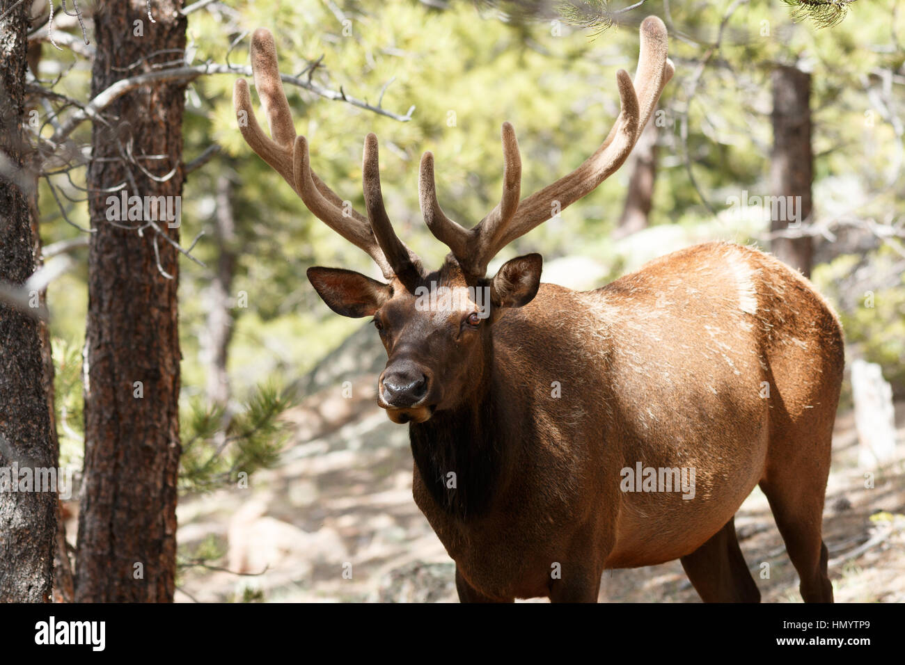 Bull elk, Colorado, Rocky Mountain National Park, Taken 06.15 Stock ...