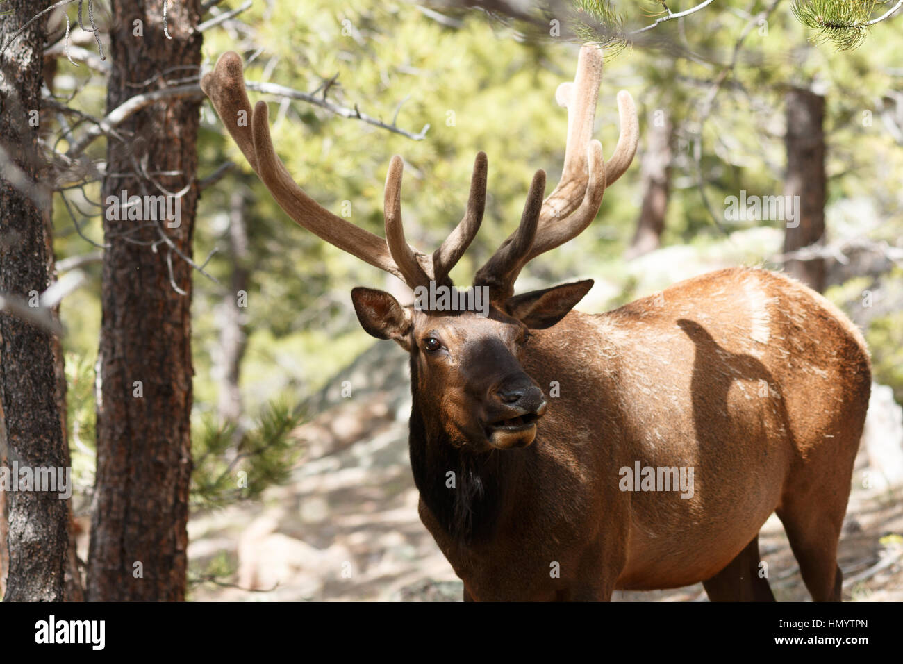 Bull elk, Colorado, Rocky Mountain National Park, Taken 06.15 Stock ...