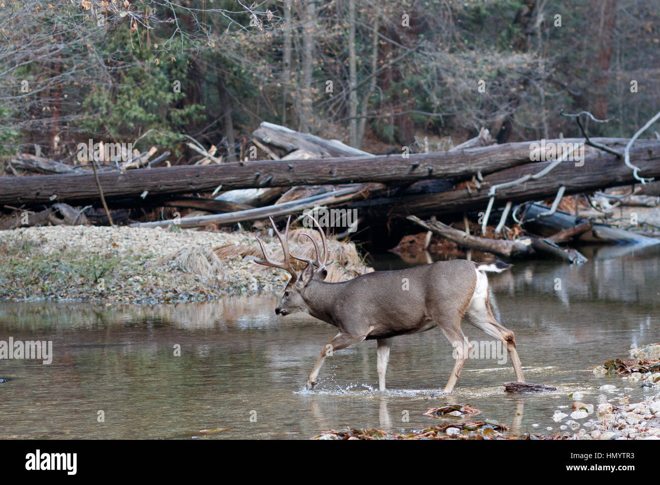 Mule crossing hi-res stock photography and images - Alamy