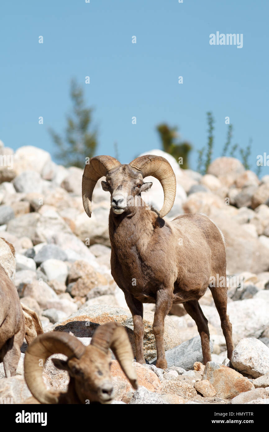 Colorado rams hi-res stock photography and images - Alamy