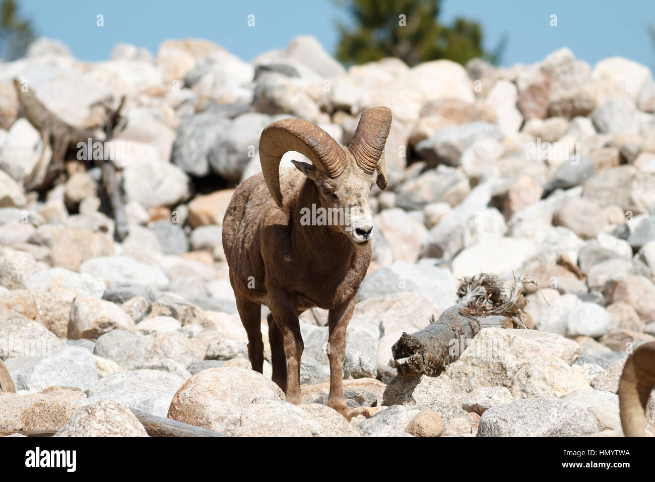Colorado rams hi-res stock photography and images - Alamy
