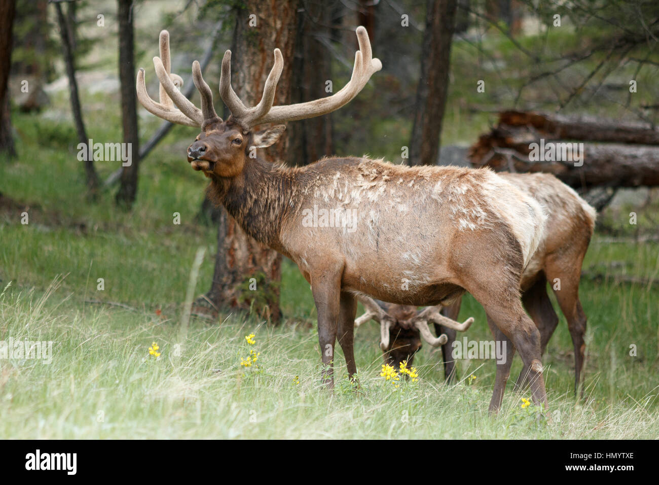 Bull elk, Colorado, Rocky Mountain National Park, Taken 06.15 Stock ...